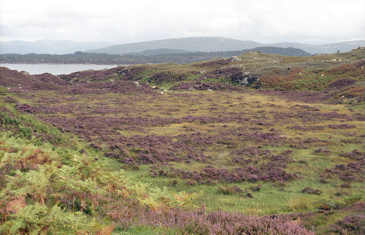 Lyngheiane på Lygra - DigitaltMuseum