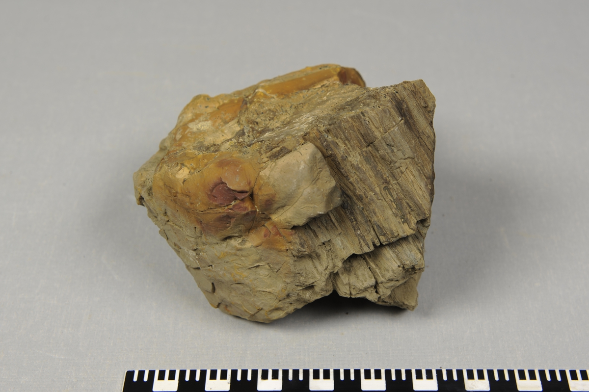 Fossil - Svalbard museum / DigitaltMuseum