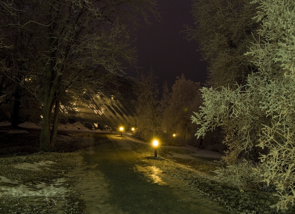 Julestemning ute på Domkirkeodden. Vinter, Juletre, Juletre med lys ...