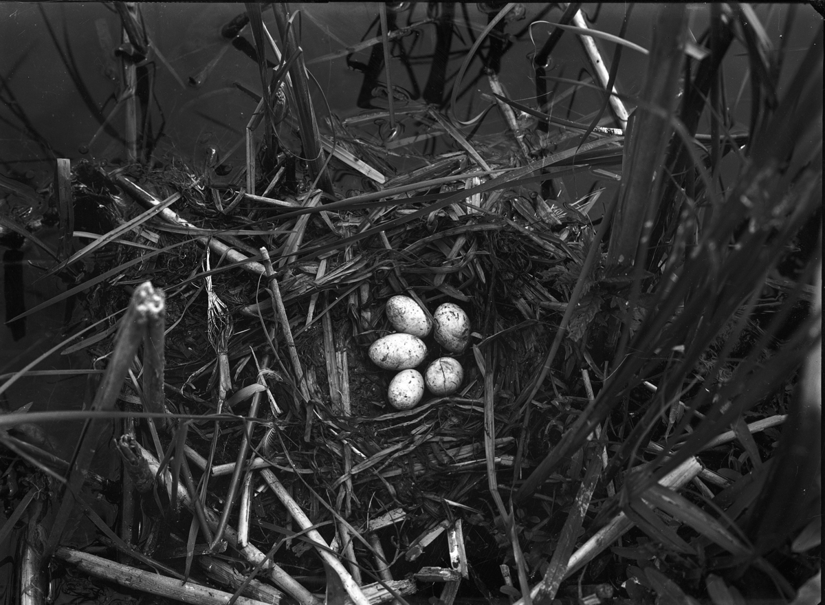 Bo av svarthalsad dopping. - Vänersborgs museum / DigitaltMuseum