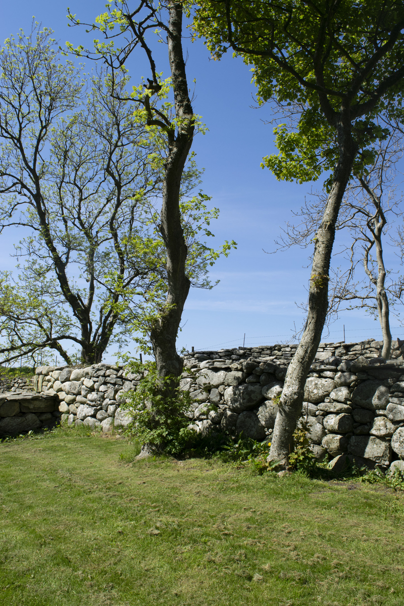 Trær rundt Utstein Kloster. - Arkeologisk museum, Universitetet i ...