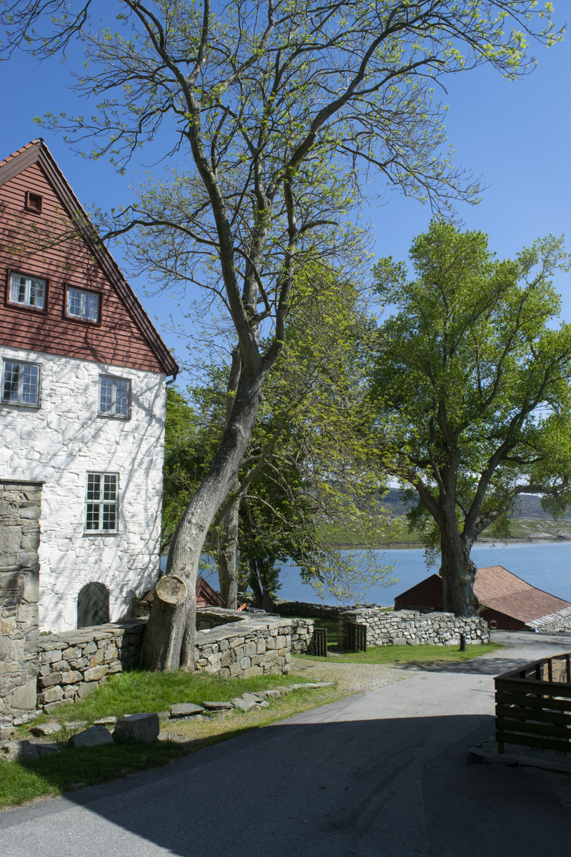 Trær rundt Utstein Kloster. - Arkeologisk museum, Universitetet i ...