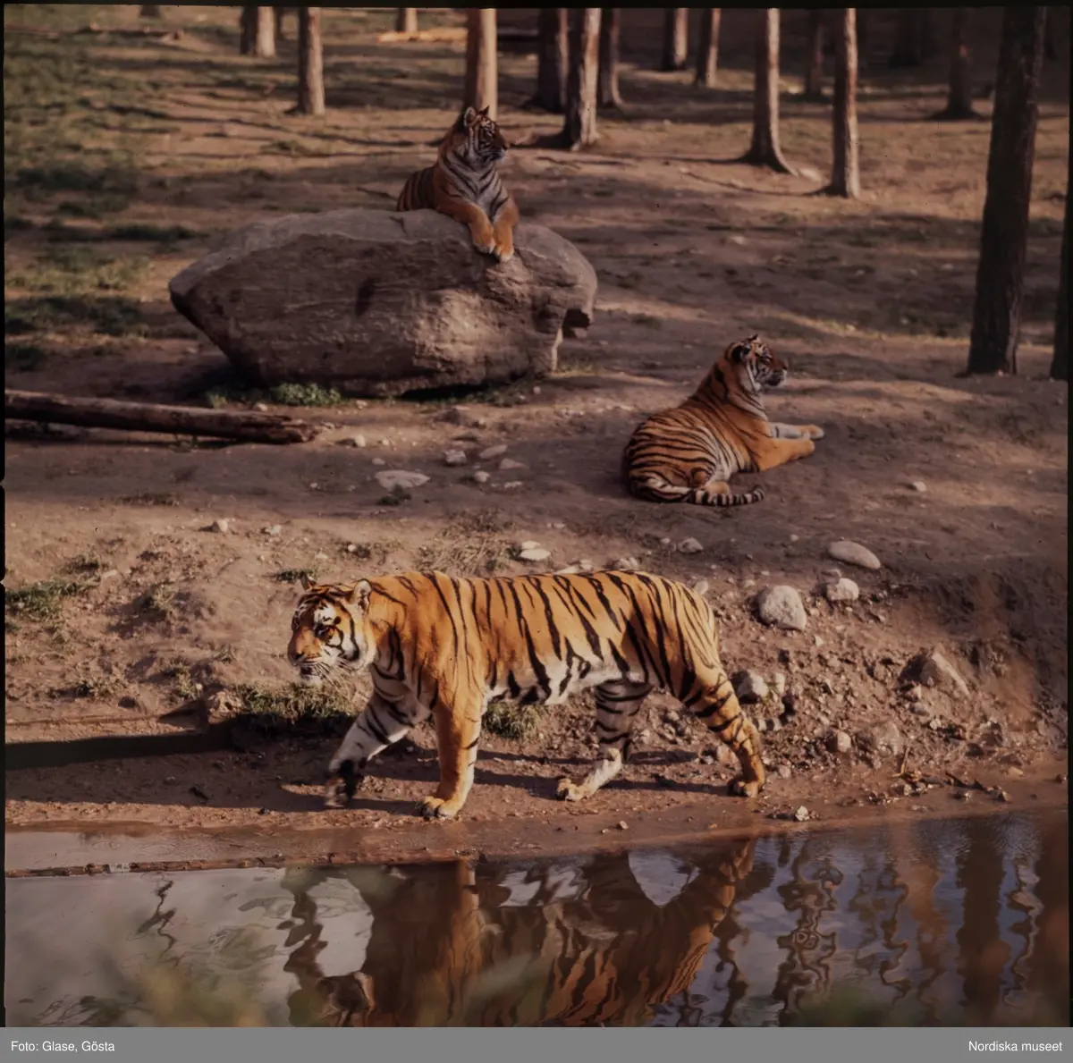 Kolmårdens djurpark. Tigrar. - Nordiska museet / DigitaltMuseum