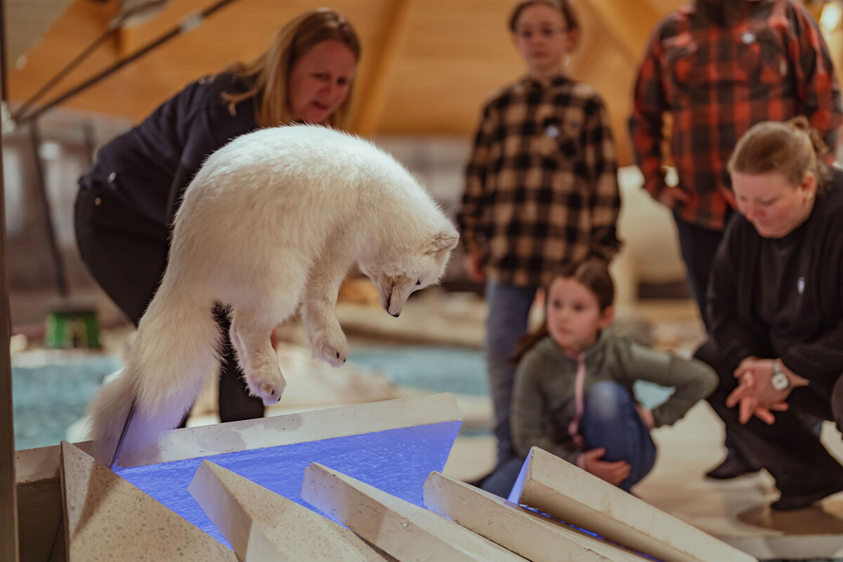 Visit the museum - Svalbard Museum