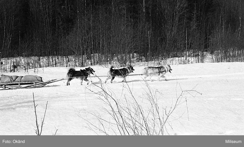 Närbild på ett hundspann. - Miliseum / DigitaltMuseum