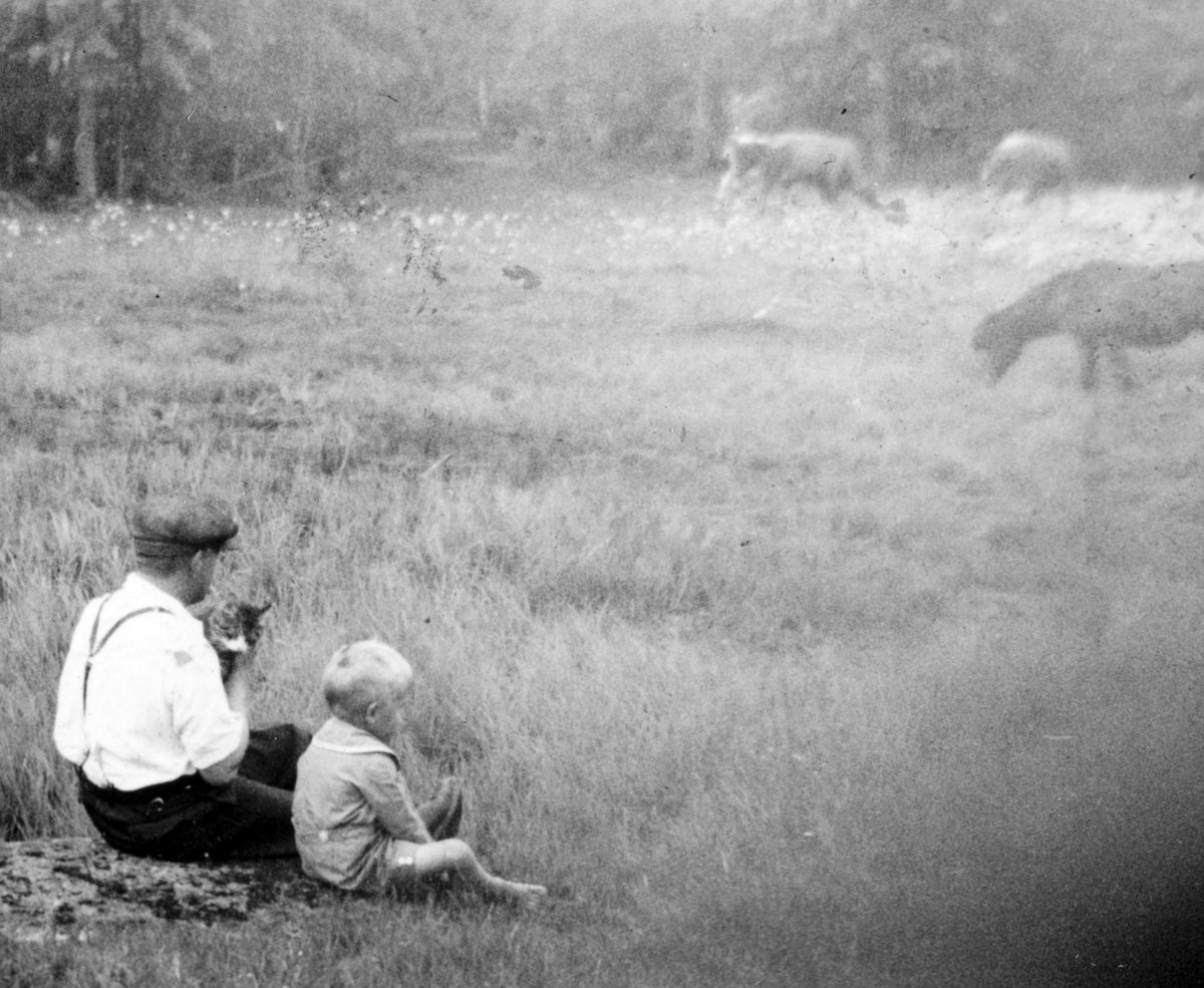 Olaf og Marius Langberg i Navneberget ca. 1943. Dyra som beiter på ...