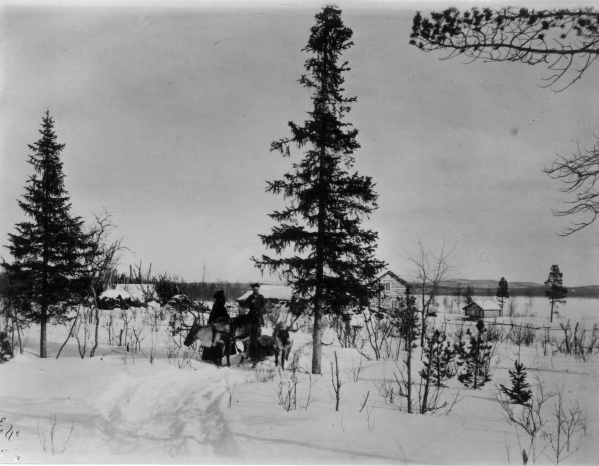 Ved Svanvik, Pasvikdalen, Sør-Varanger, Finnmark. Samer med rein i ...