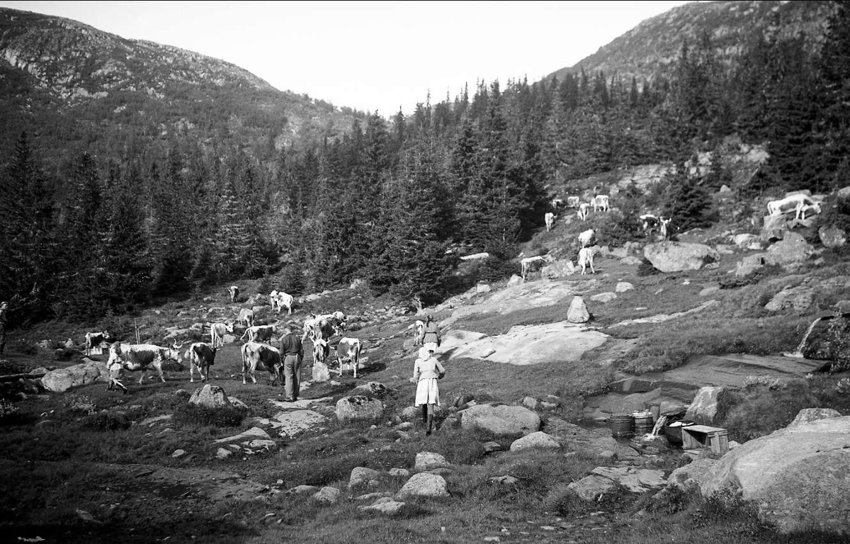 Seterliv i Haglebu 1940. Buskapen er ute på beite. - Norsk Folkemuseum ...
