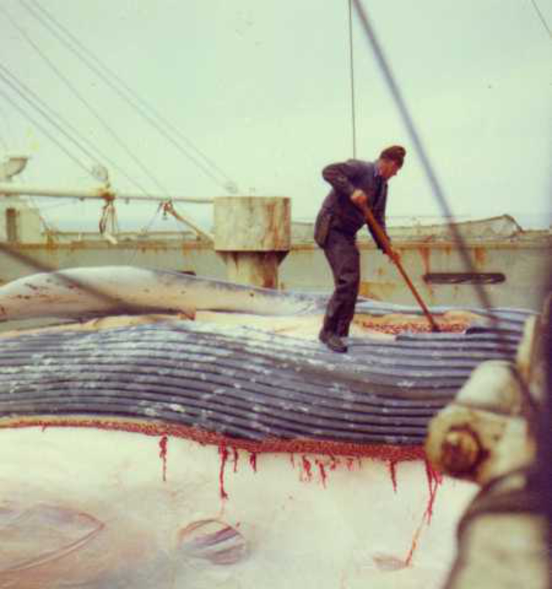 Kosmos IV, 1961-62. Partering av hval. - Norsk Folkemuseum / DigitaltMuseum