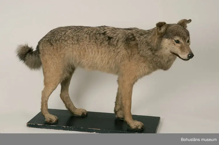 Varg - Bohusläns museum / DigitaltMuseum