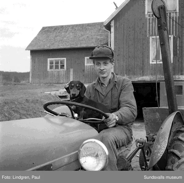 Anna Westerlund, lantbrukare i Öppom, Ljustorp. På sista bilden ses ...