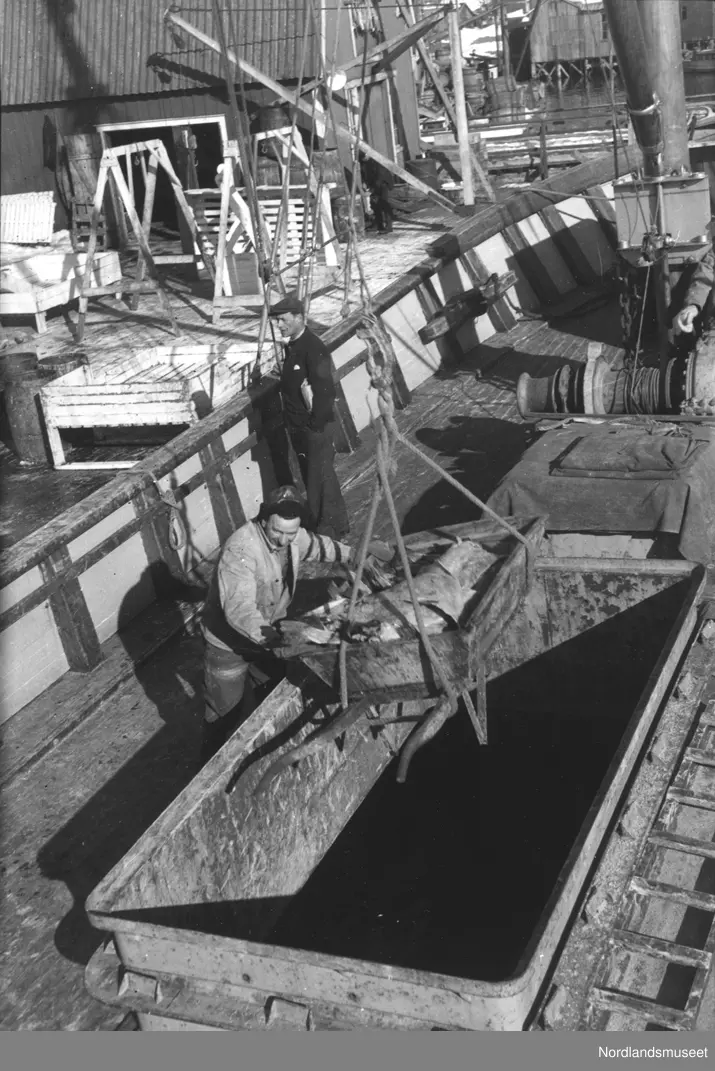 Fiskebåt som losser saltfisk ved kai i Svolvær. - Nordlandsmuseet ...