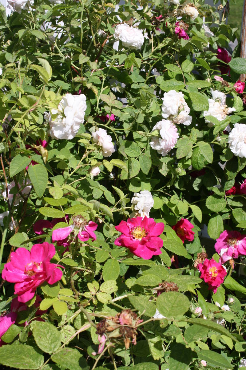 Historiske roser - Kvinnemuseet