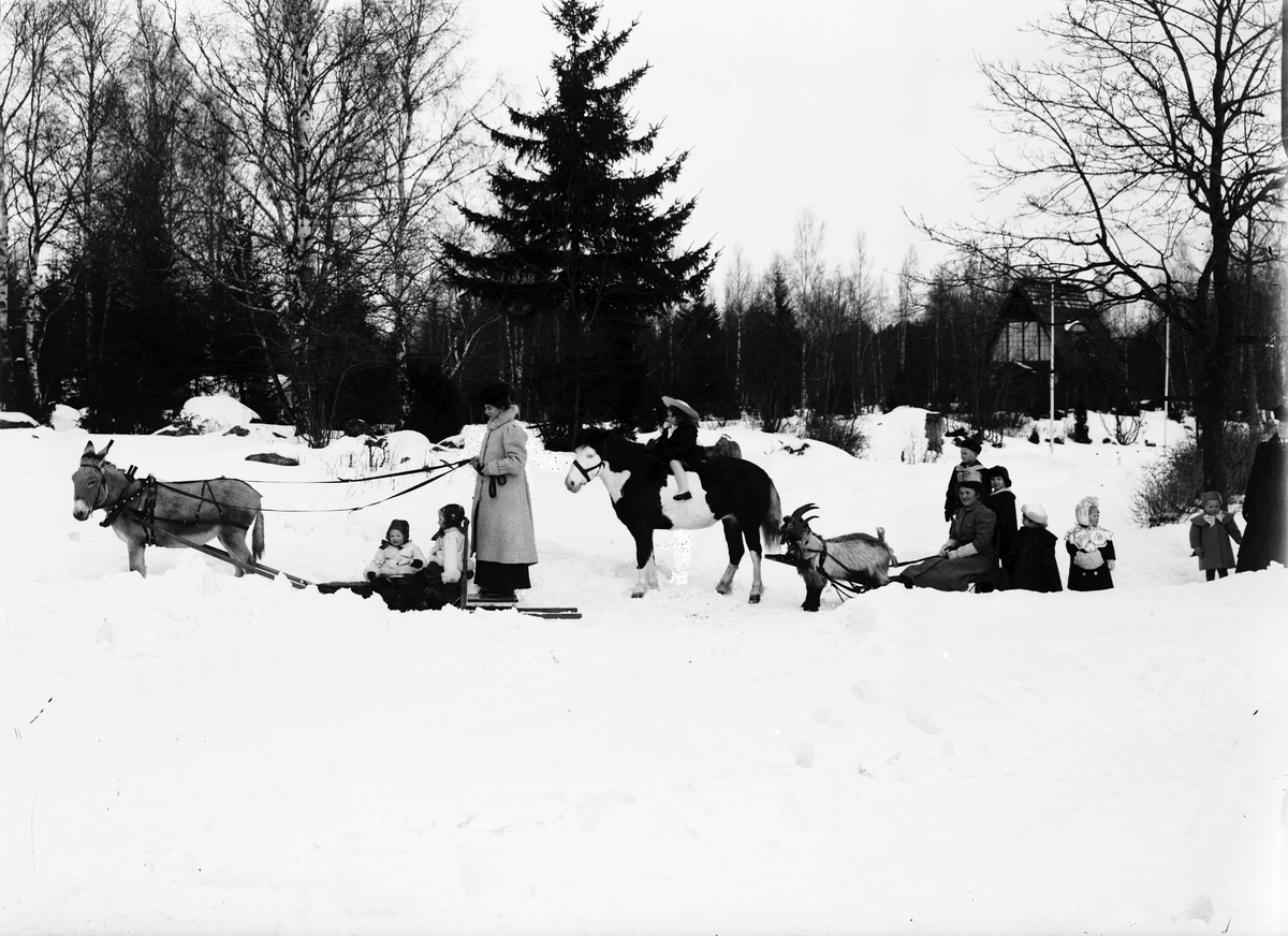 Furuvik Djurpark. Slädar dragna av häst, åsna och en get. - Länsmuseet ...