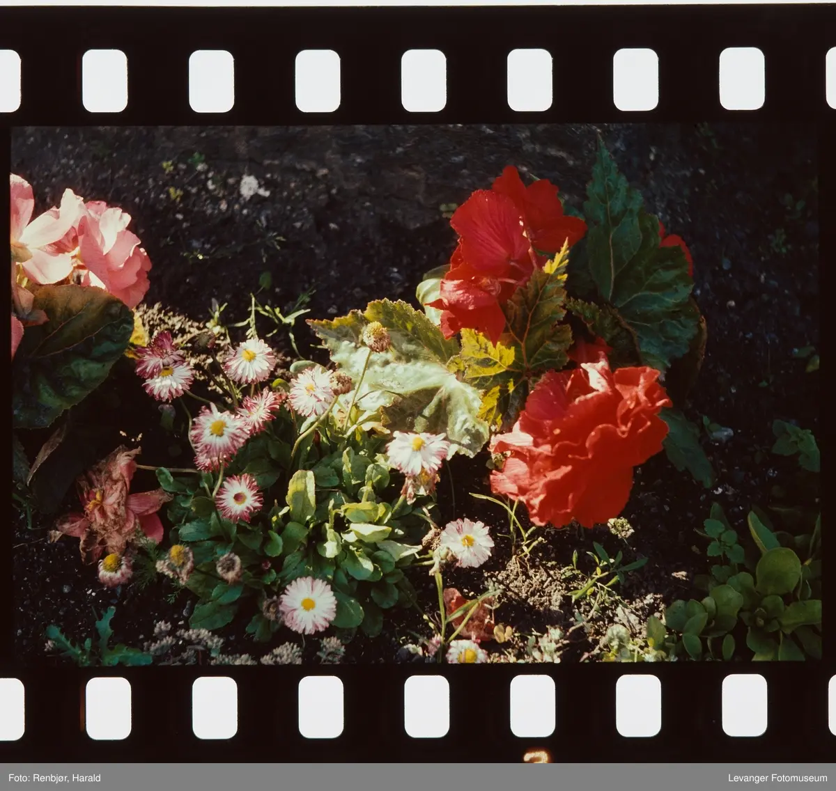 Blomsterbed. - Levanger Fotomuseum / DigitaltMuseum
