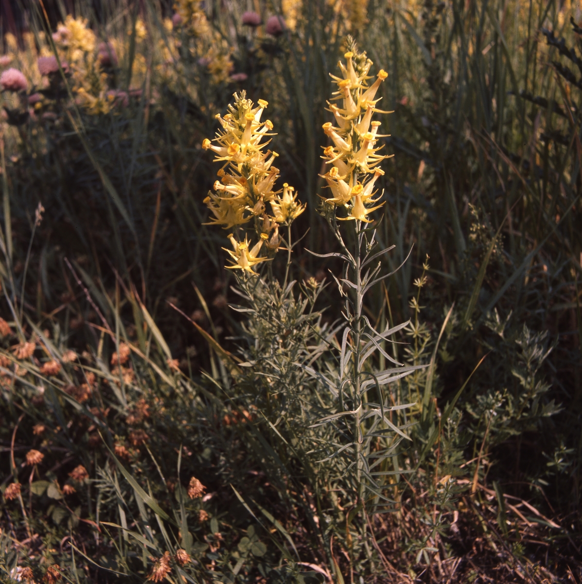 Peloria, en mutation, på gulsporre, 1975. Peloria efter grekiskans ord ...