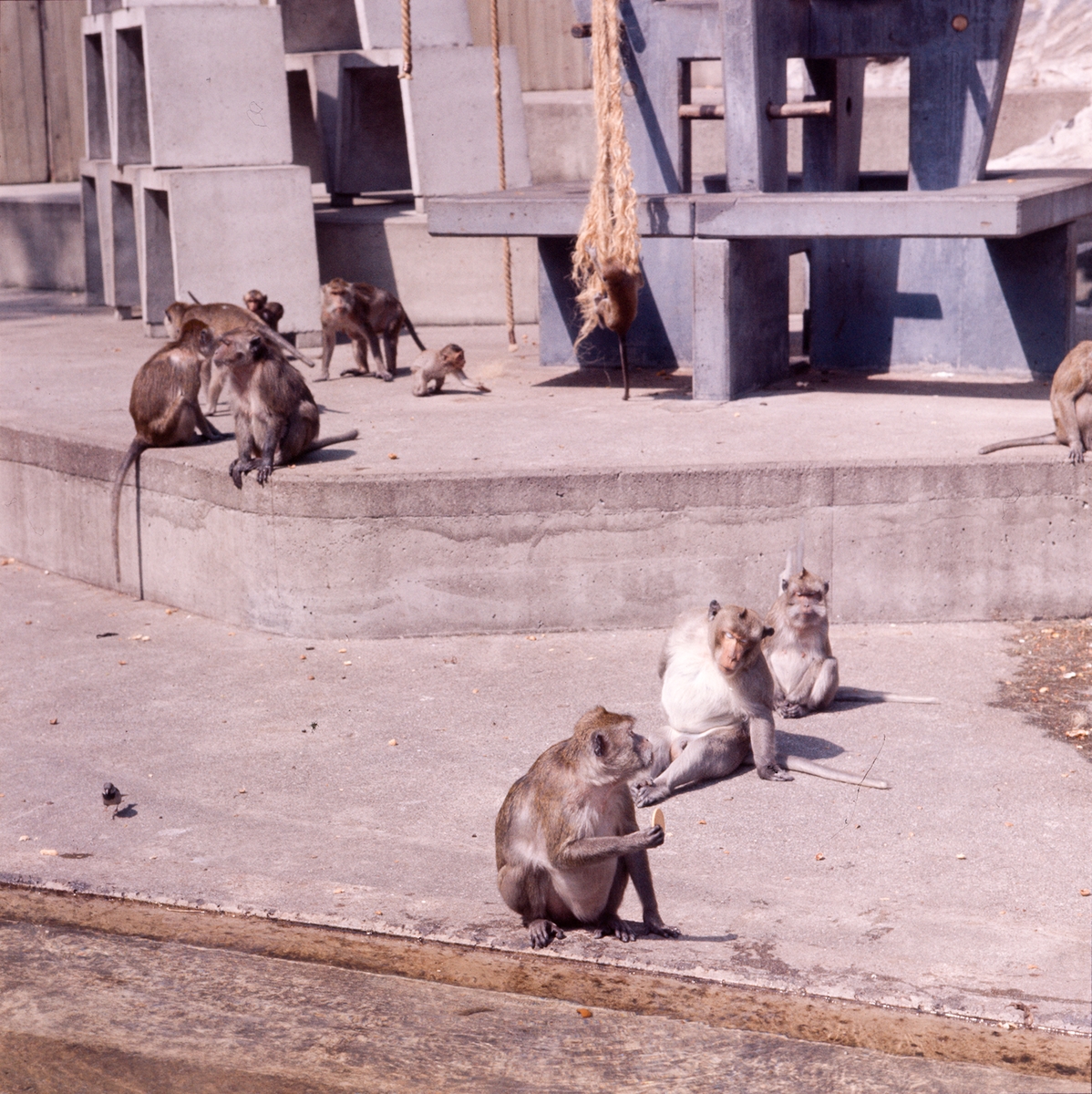 Apor på apberget på Skansen, Krabbmakaker. - Skansen / DigitaltMuseum