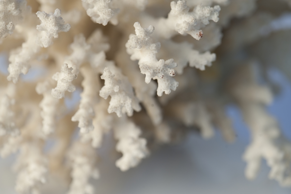 Korall - Sjöhistoriska museet / DigitaltMuseum