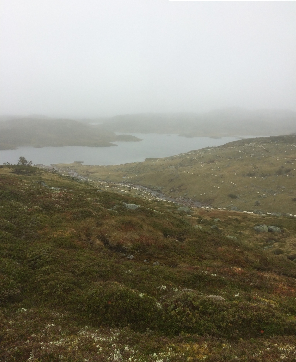 Samling av sauer frå heia. 5000 sauer blir samla ved Flåtå ved ...