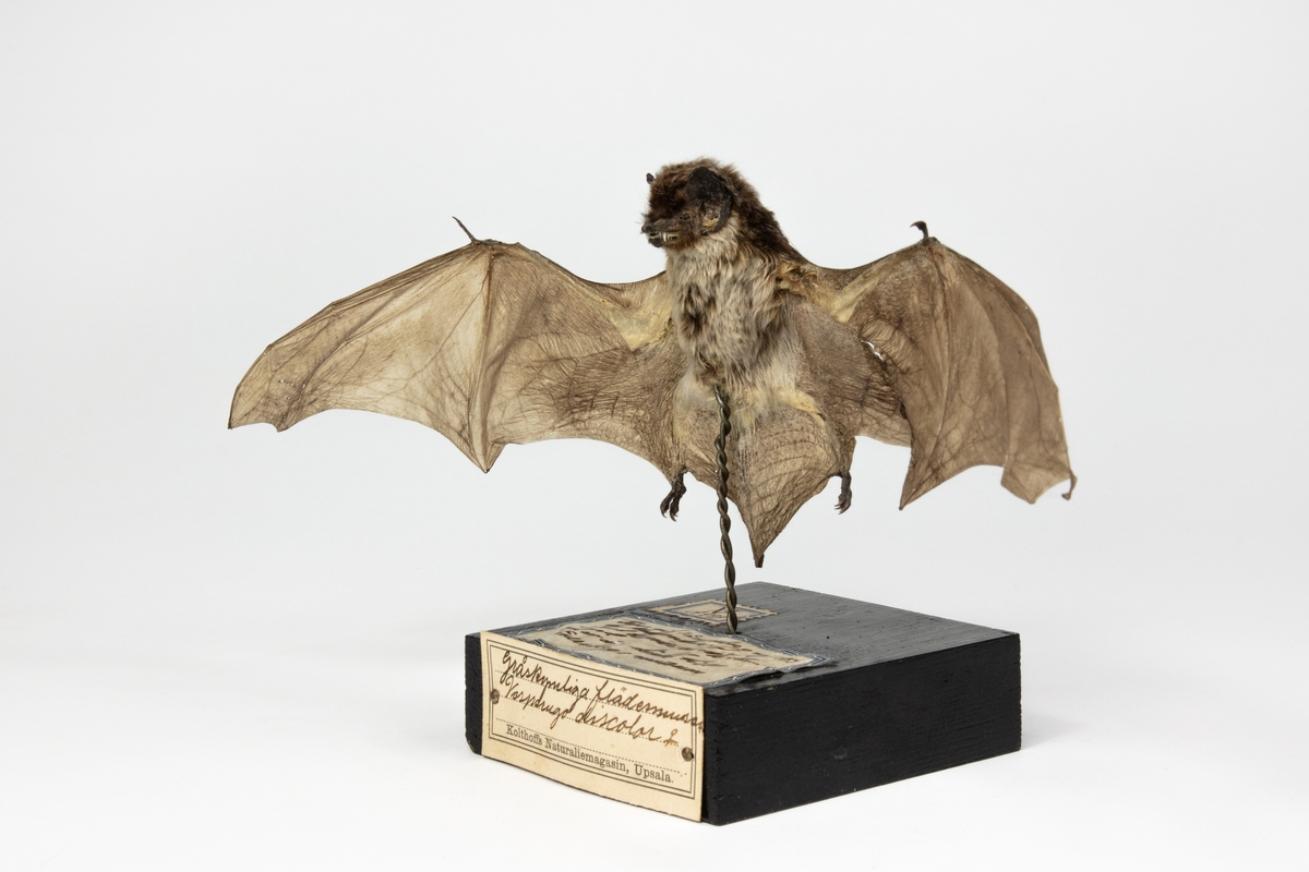 FLADDERMUS - Vänersborgs museum / DigitaltMuseum