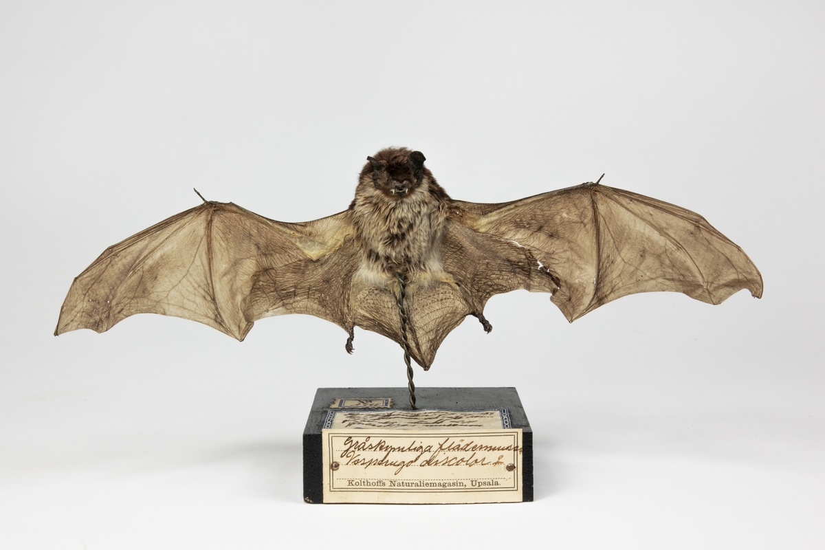 FLADDERMUS - Vänersborgs museum / DigitaltMuseum