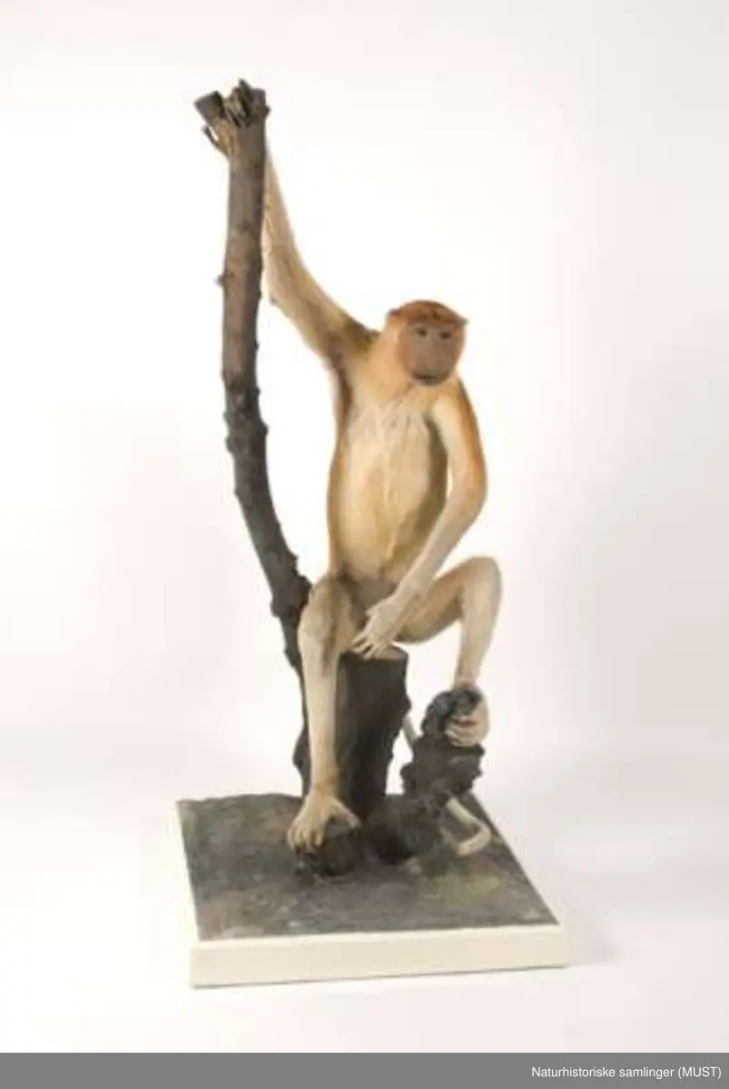 Neseape - Naturhistoriske samlinger (MUST) / DigitaltMuseum