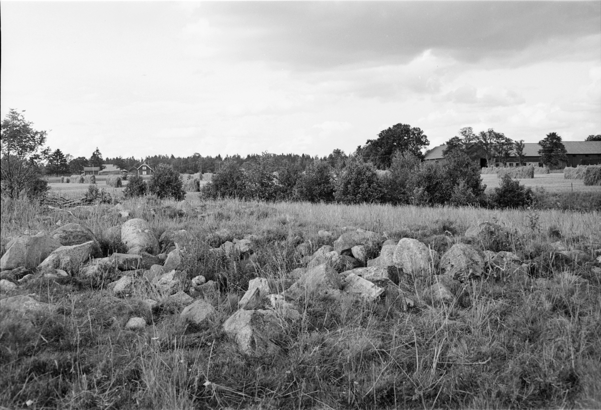 Offersten, Rasbokil, Uppland 1952 - Upplandsmuseet / DigitaltMuseum