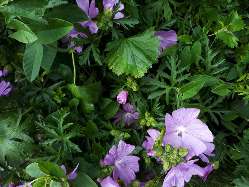 Kattost - Moskuskattost - Asker museum