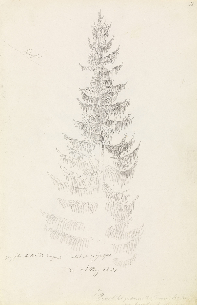 Grantre [Tegning] - Nasjonalmuseet, billedkunstsamlingene / DigitaltMuseum